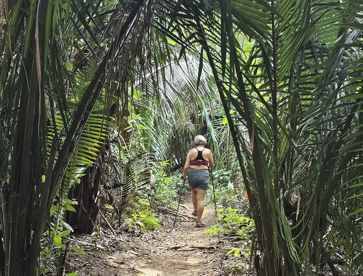 In Search Of A Christmas Tree In The Jungle | by Robert G. Longpré [he ...