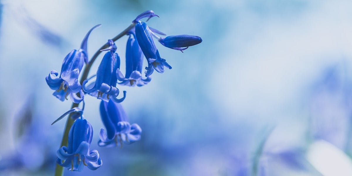 Open Hearted Presence. A deep abiding peace inside. | by Lynn Fraser ...
