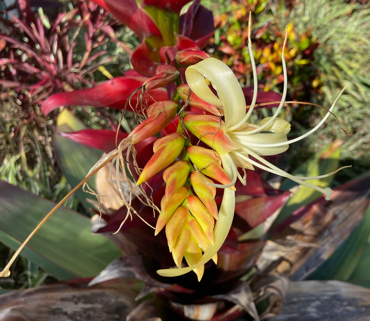 An exotic bromeliad bloom - Bruce Black - Medium