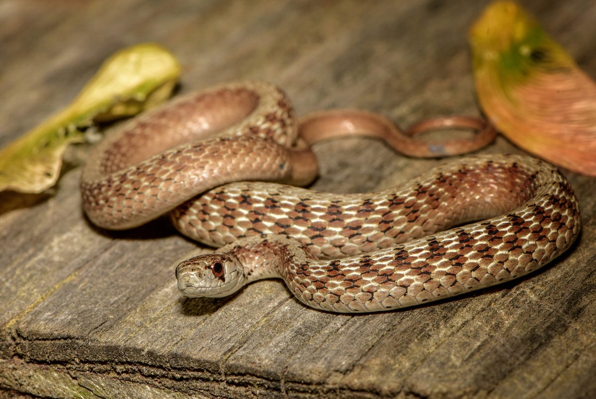 Snake FAQs for Gardeners. Snake safety advice every gardener… | by ...