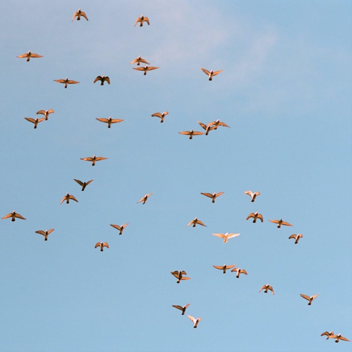 Might We Take Flight? / poetic humor | ILLUMINATION