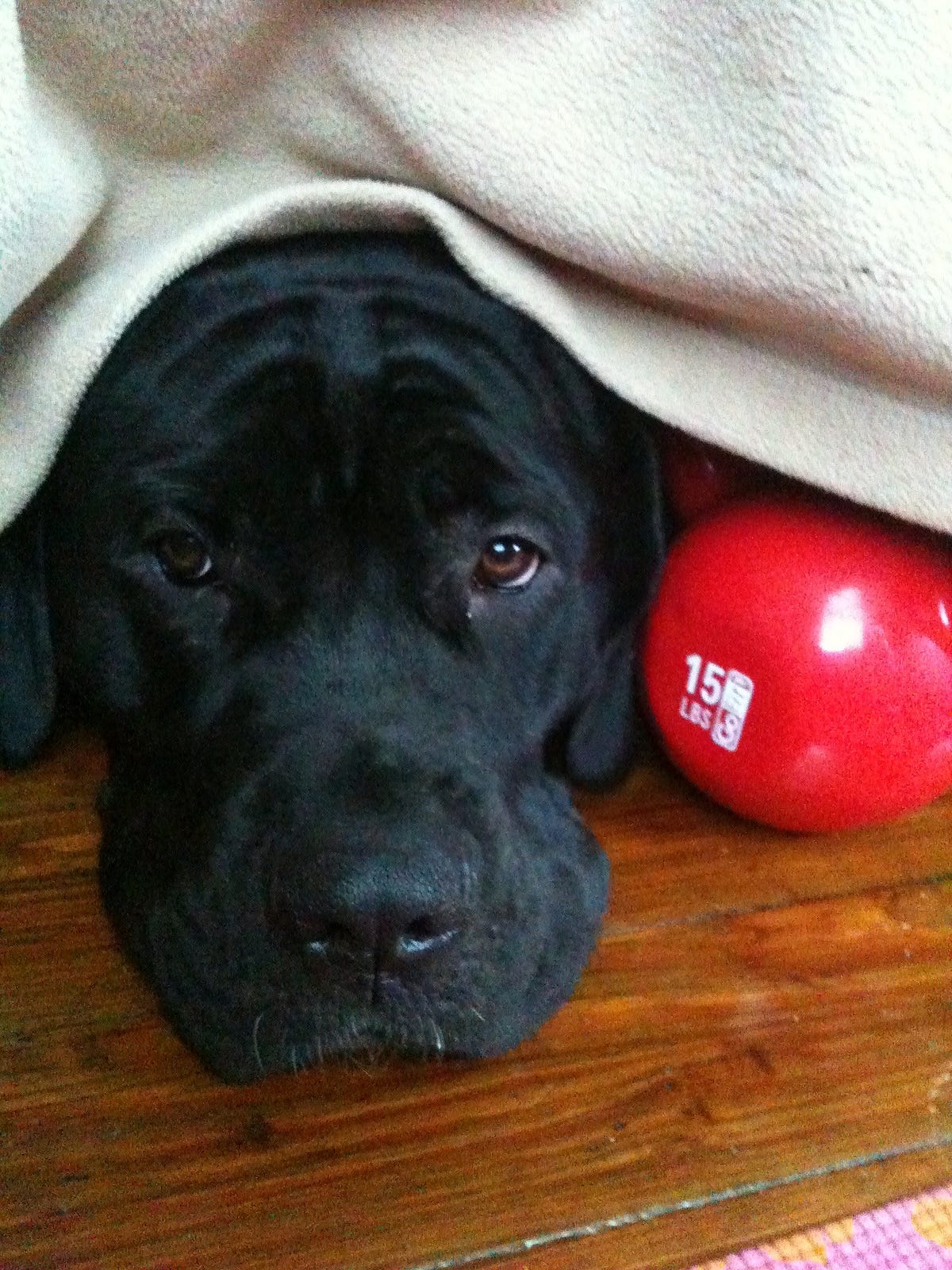Running a Software Company: What My Dog Taught Me | by Matt Nigh ...