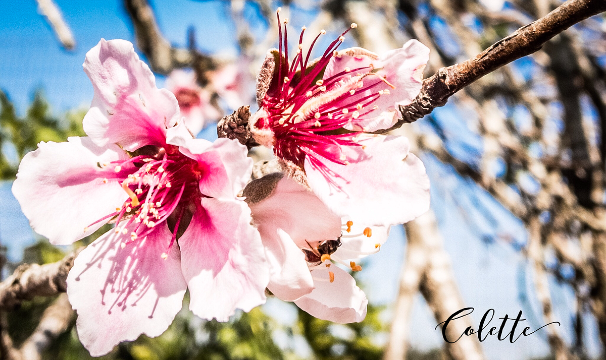 Peach Blossoms. A haiku | by Colette | Future Travel | Medium