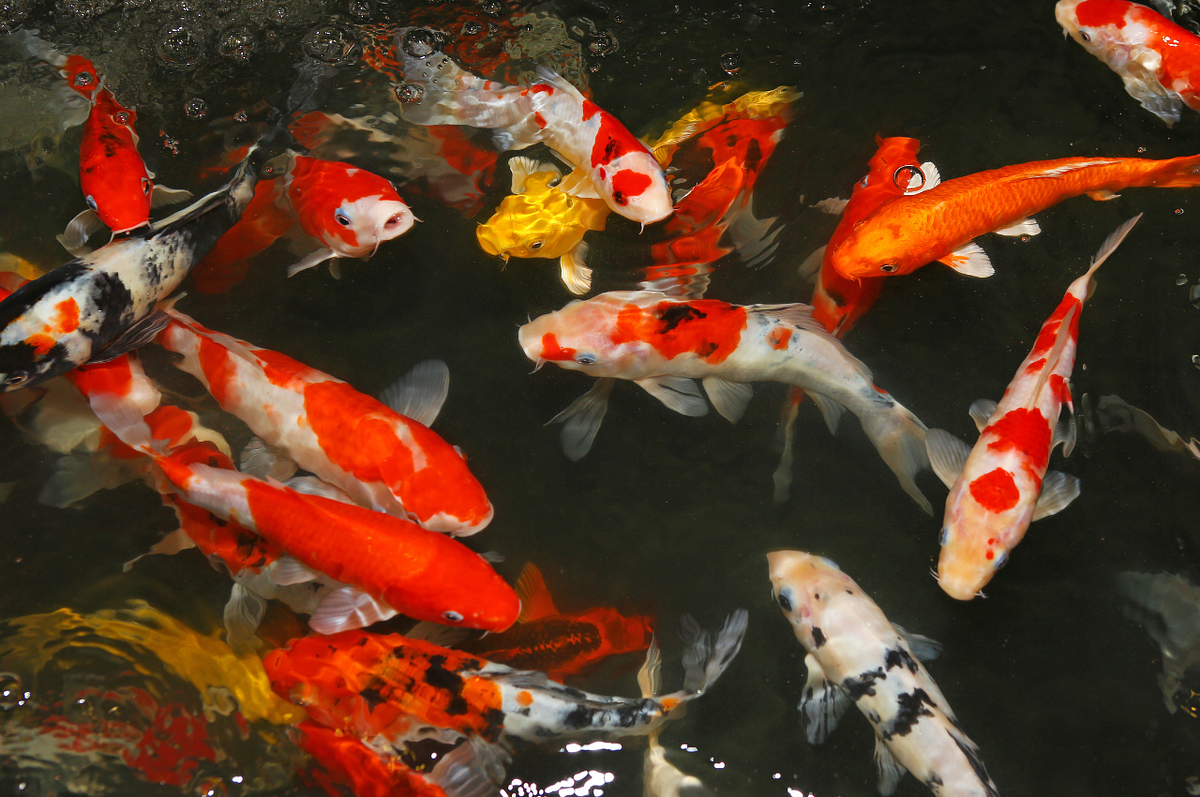 How to Prevent Fish Kill in the Pond: Proven Tips | by Fishing Stories ...