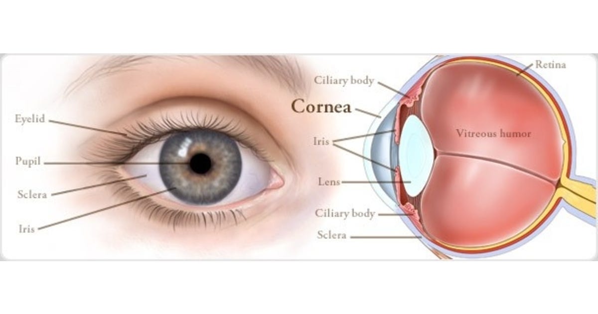 Can the cornea heal itself after minor injuries, and if so, how does it regenerate? | by Eye ...