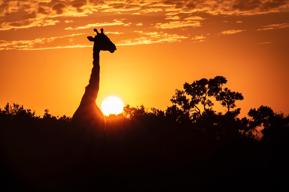 Survival of the Fittest (Startup) | by Nikki Blacksmith, Ph.D. | From I ...