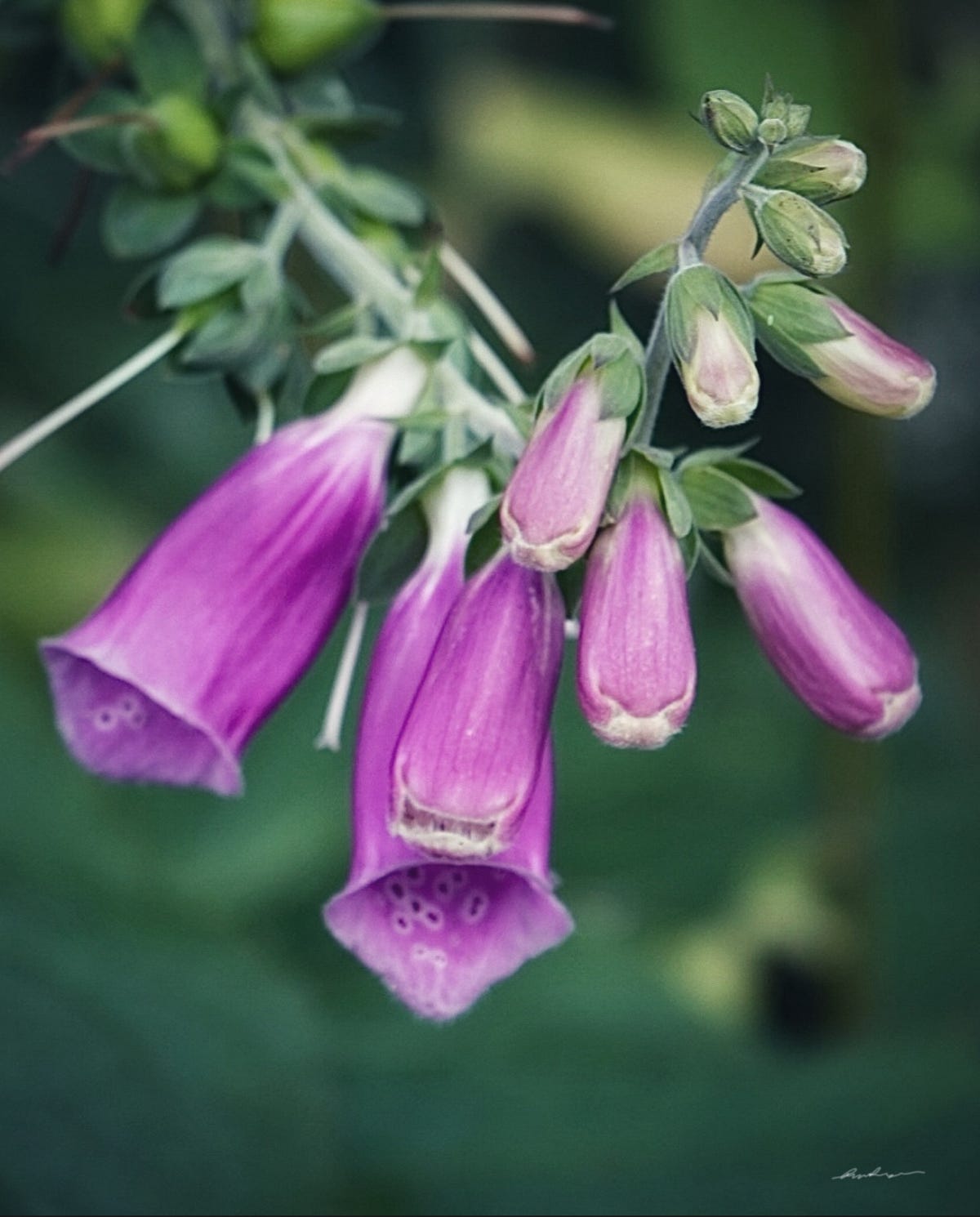 Poignancy or Poison. The Pungency of Projected Pain | by A.M. Pierson ...