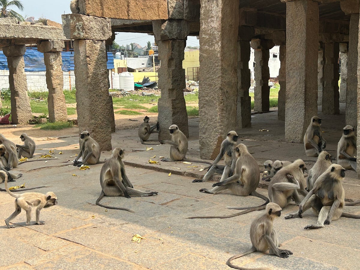 A Lesson In Togetherness from Hampi’s Primates | by Shubha Apte | Six ...