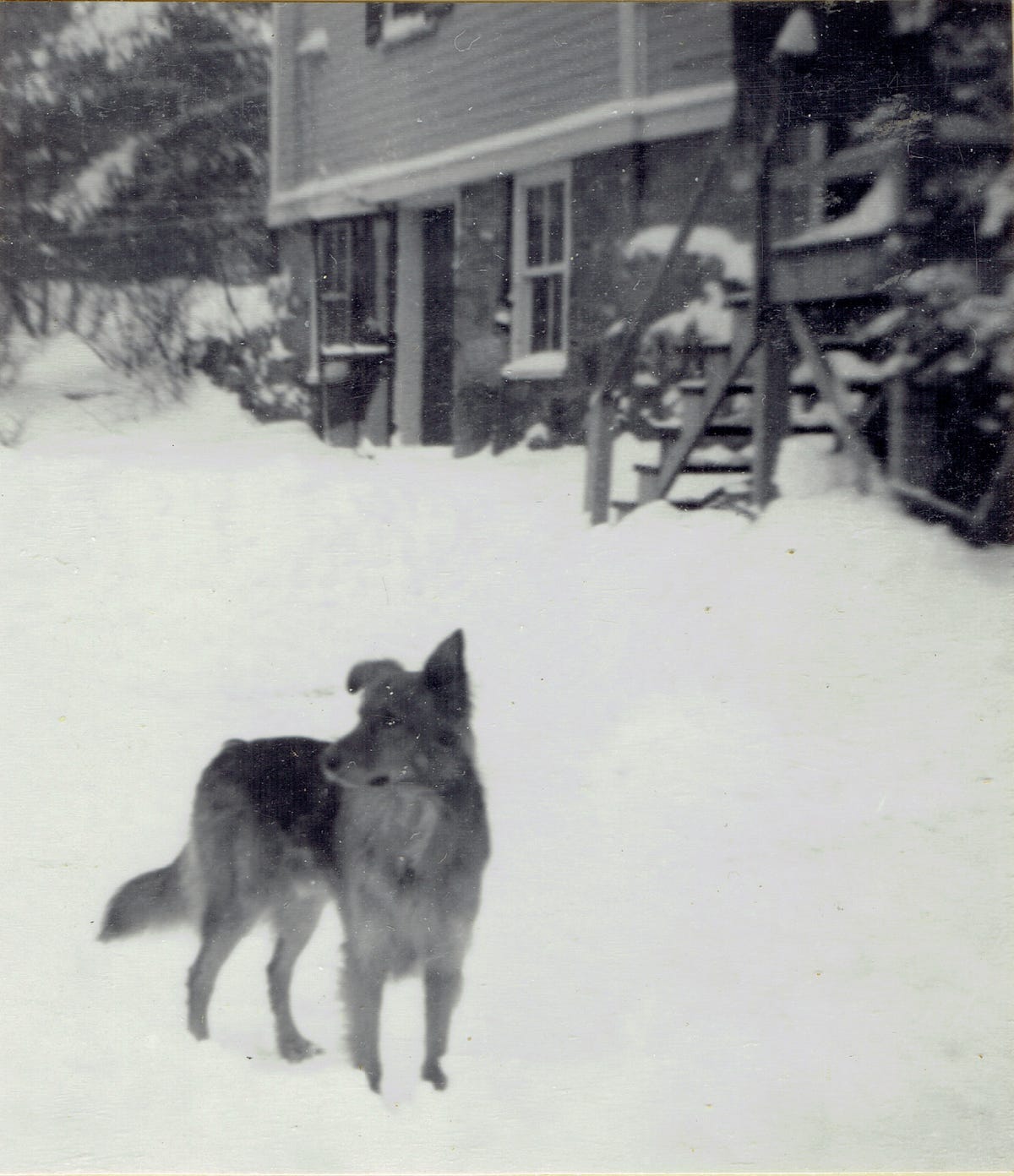 A Few Pets I Knew | Medium