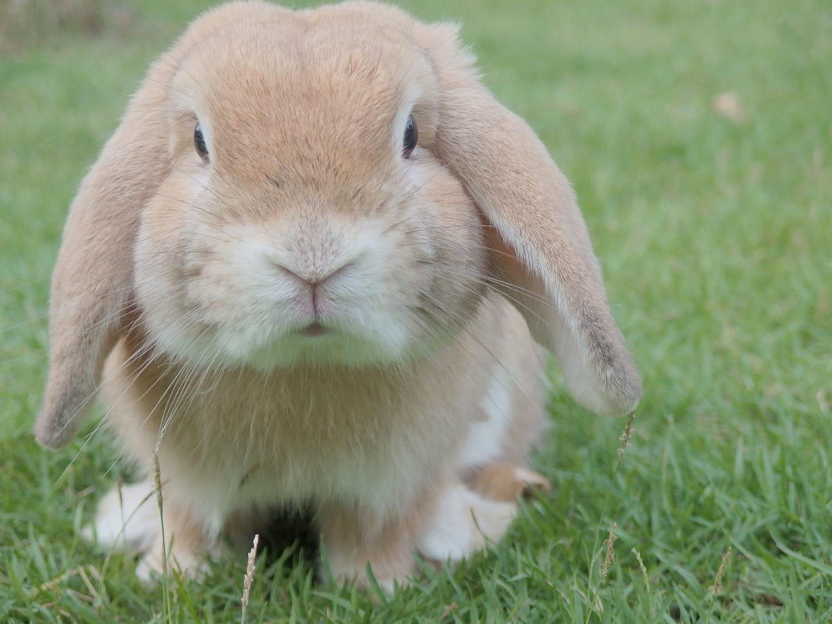 Speaking Rabbit: A look into AMQP’s frame structure | by Brian Thomas ...