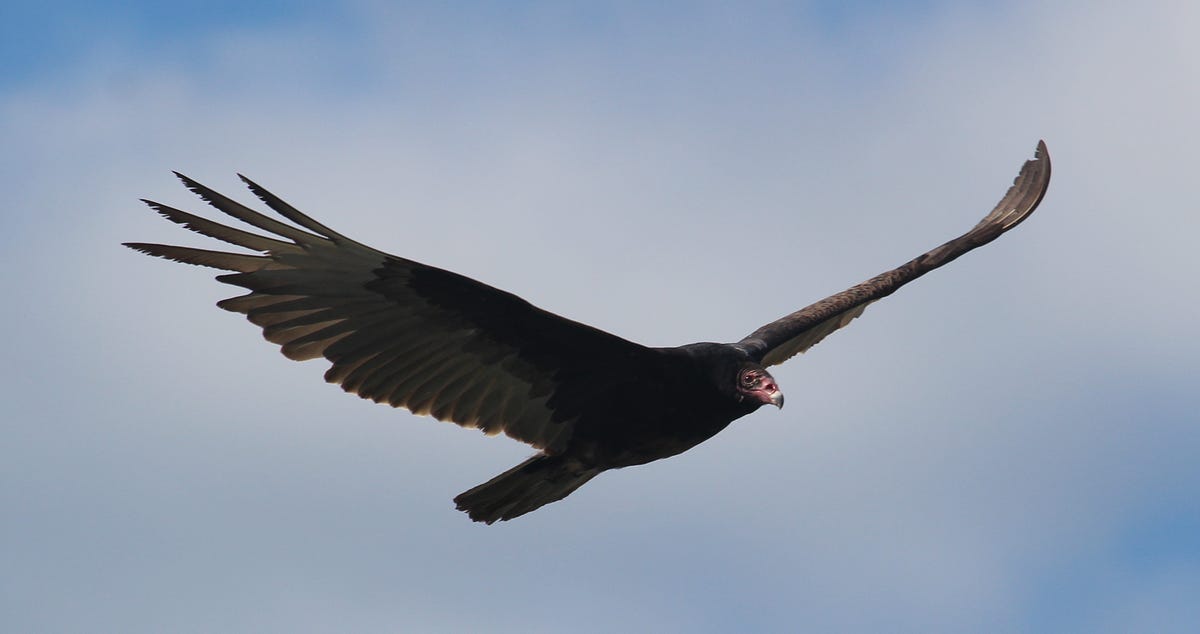 Remarkable Raptors. My Encounters with Big Birds of Prey | by Jim ...