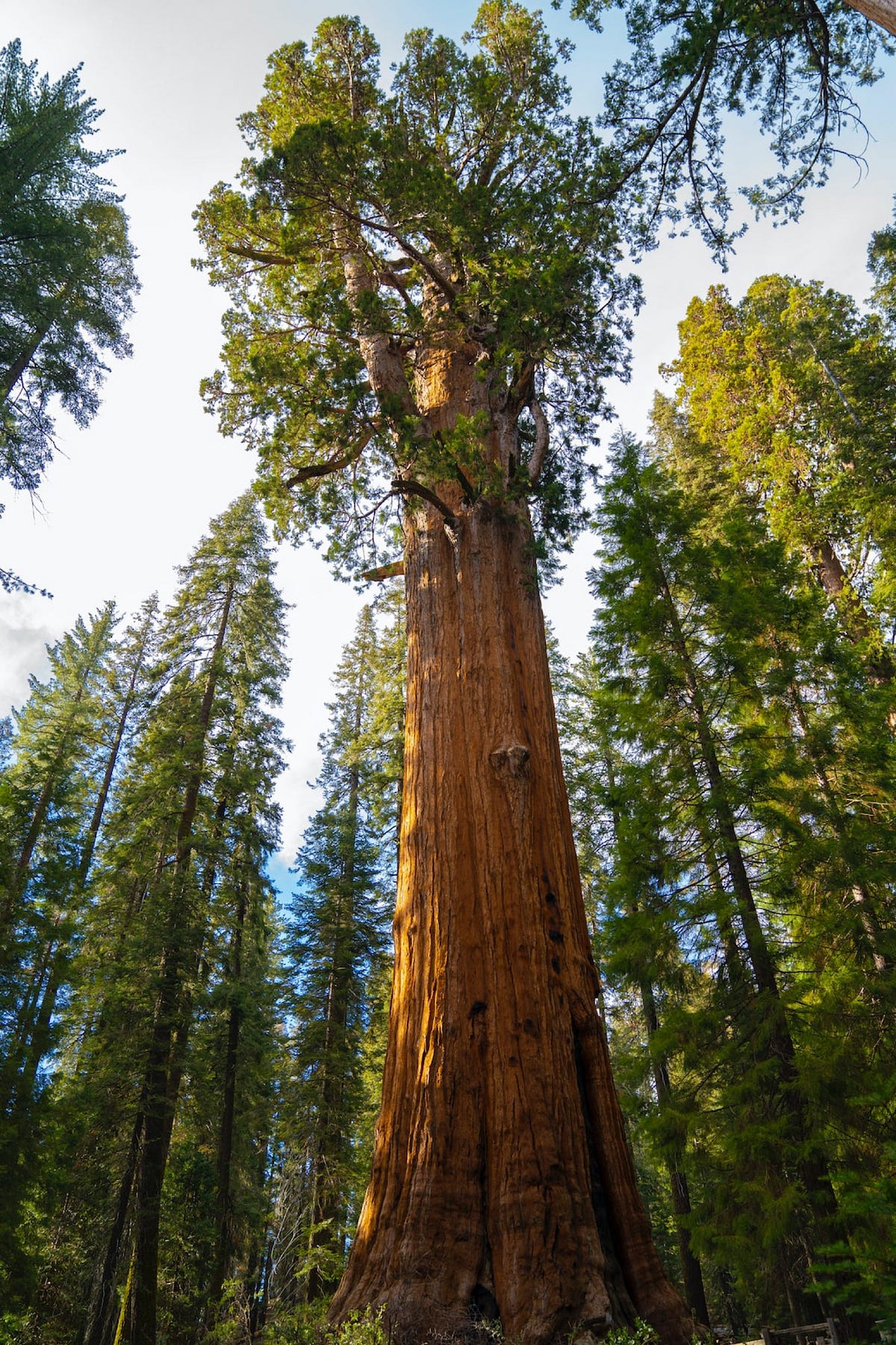 Giant Sequoias and Tesla’s Life. Photo by Nils Rasmusson on Unsplash ...