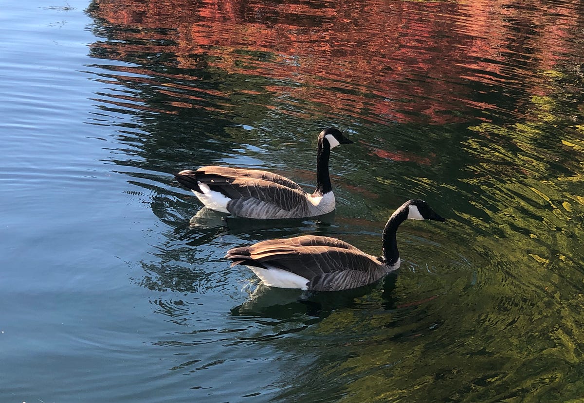 Perform Speech Recognition In Your Javascript Applications By Jennifer Fu Better Programming