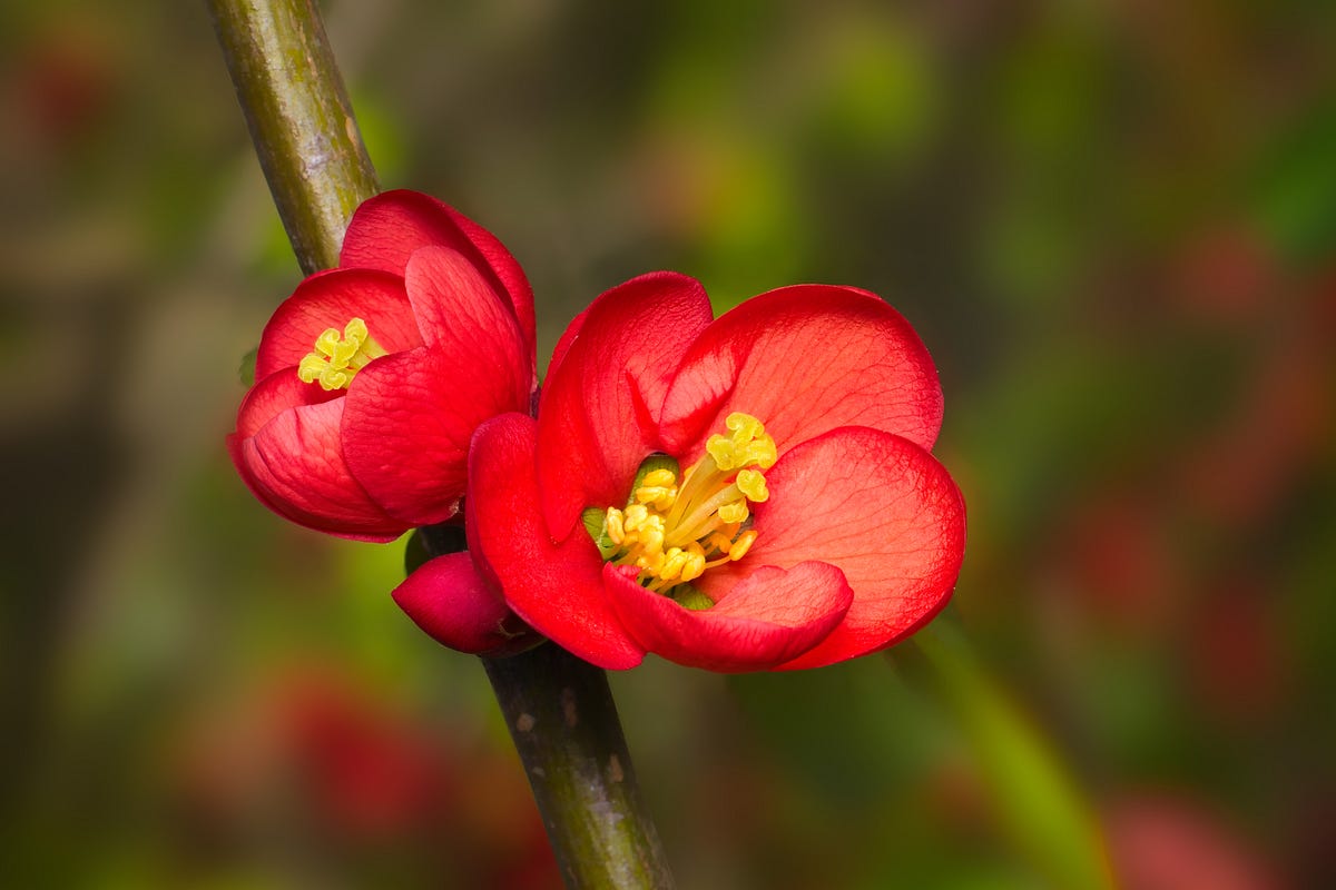 Flower Photography: Picking a Flower | by Mark Overmars | Full Frame ...
