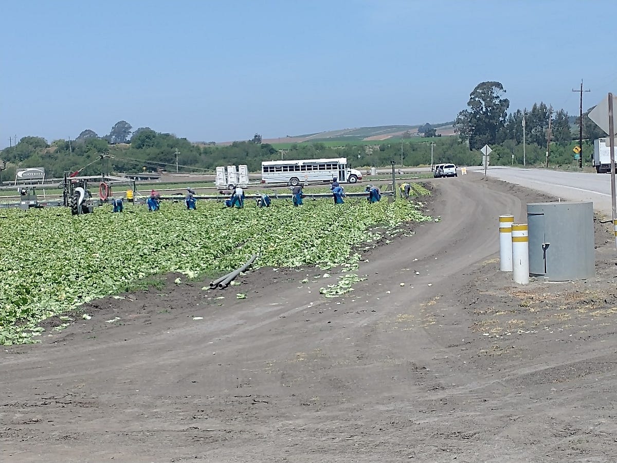 Cabbage Chain Gang. Witness to Watsonville area cabbage… | by Emily ...