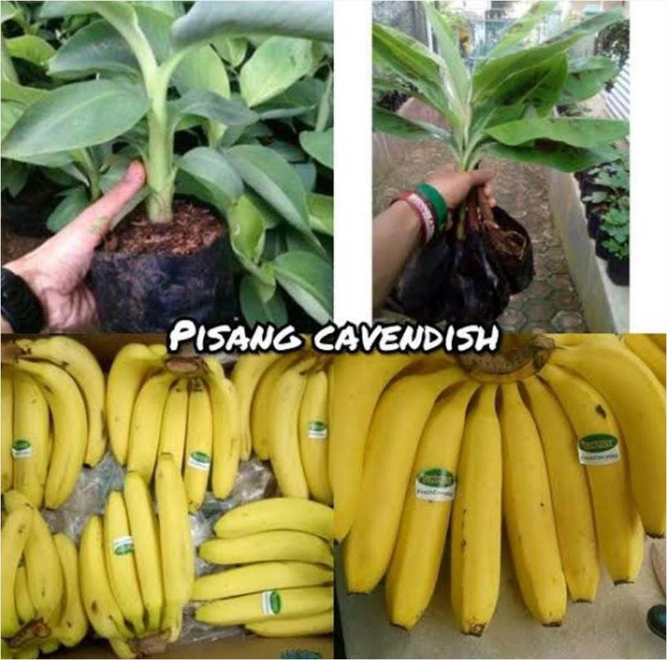 Bibit Pisang Cavendish Kota Malang Terunggul | by pradipa bibit | Medium