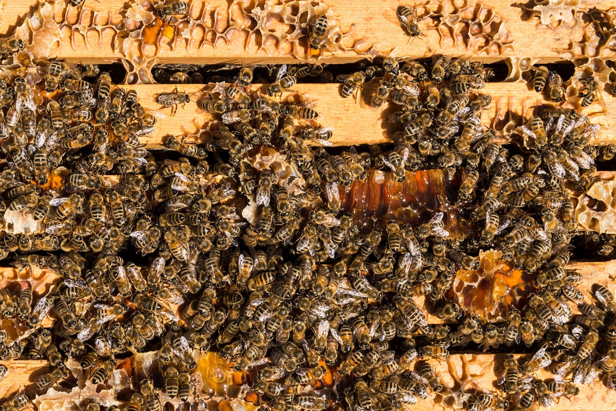 From the hive: Lessons in collaboration | by Laura Cavallo | CARDIGAN ...