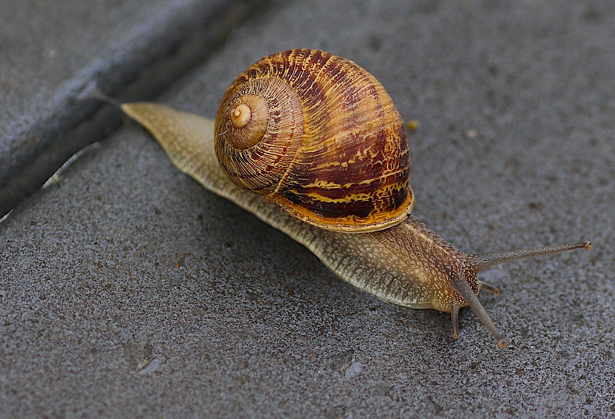 Dale, the Snail - The Daily Cuppa - Medium