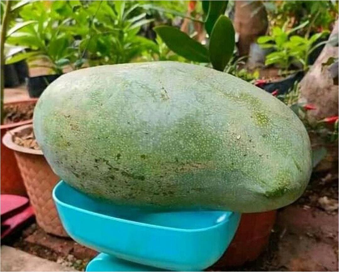 Bibit Mangga Mahatir Magelang Terlengkap | by farzan bibit | Medium