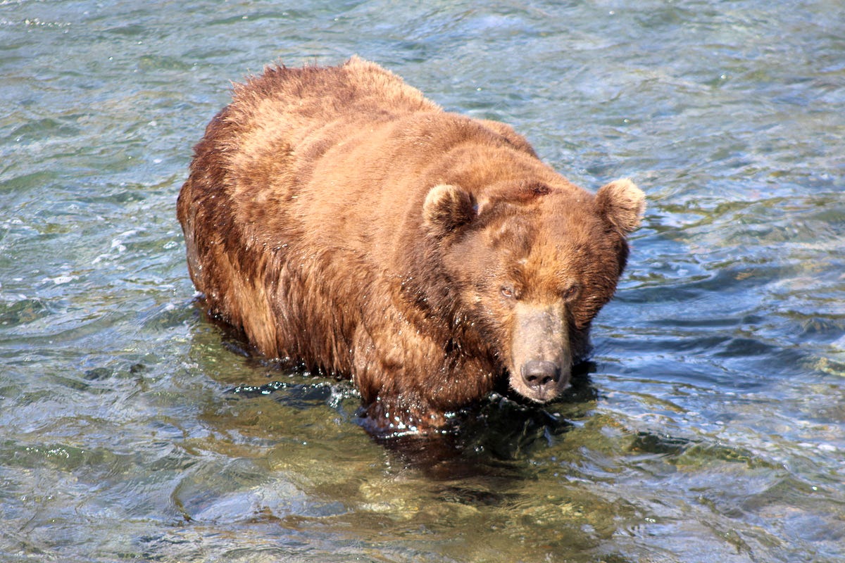 A Fight for Dominance. Bears live in a world where profound… | by ...