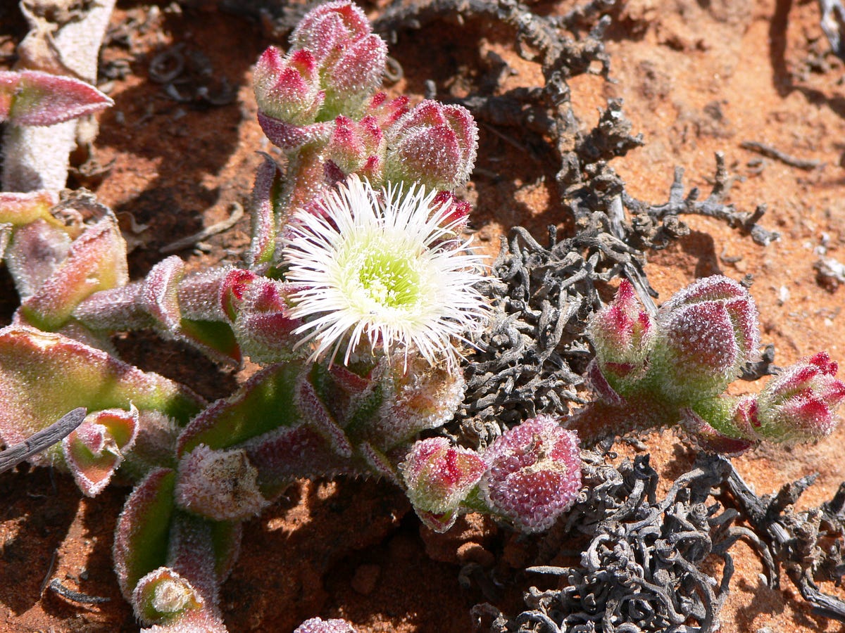 Shape-shifting in the desert. With its sweltering temperatures, dry ...