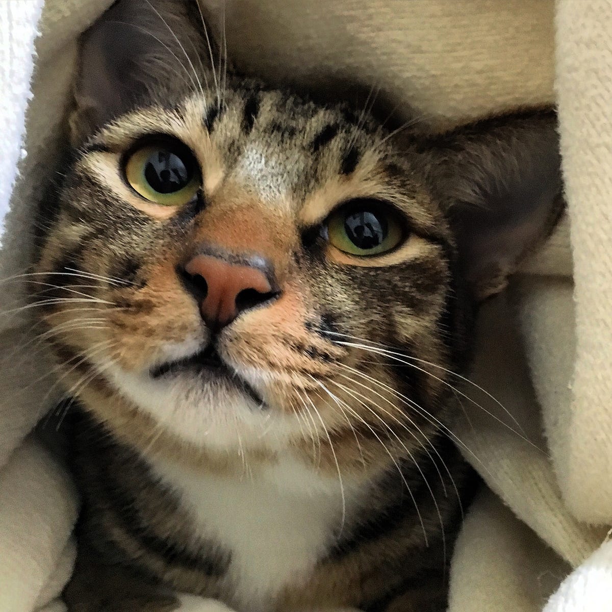 Migle. #cat #cats #貓 #猫 #kitty | by Arheng | Medium