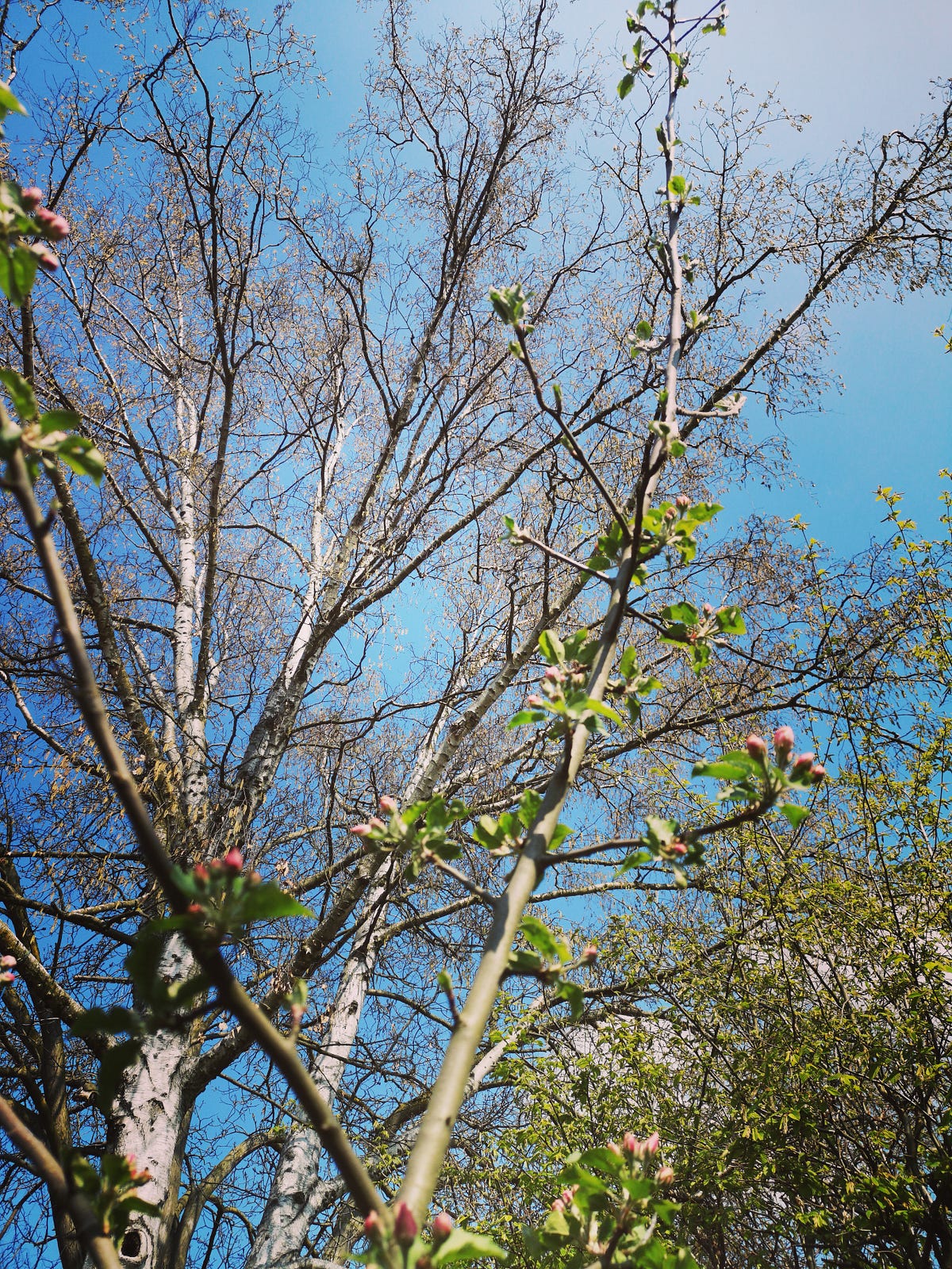 40 Trees for 40 Years. On the occasion of World Earth Day… | by Aryani ...