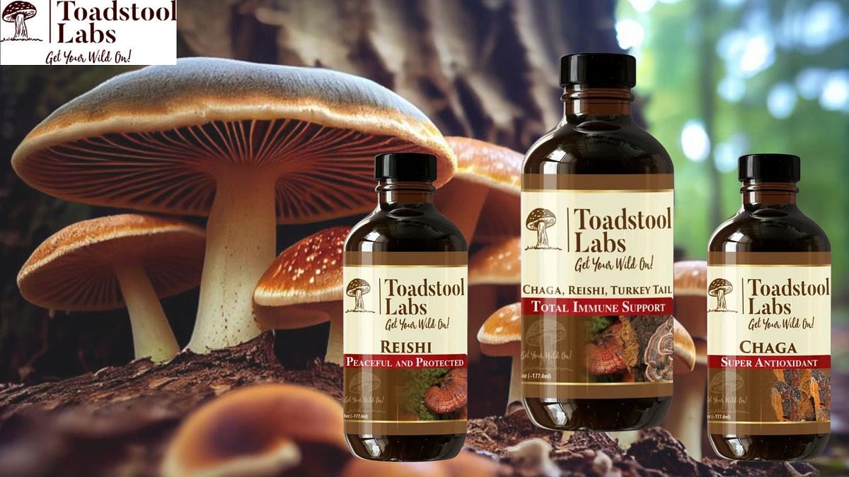 Exploring the Health Benefits of Turkey Tail and Chaga Mushrooms | by Toadstoollabs | Medium