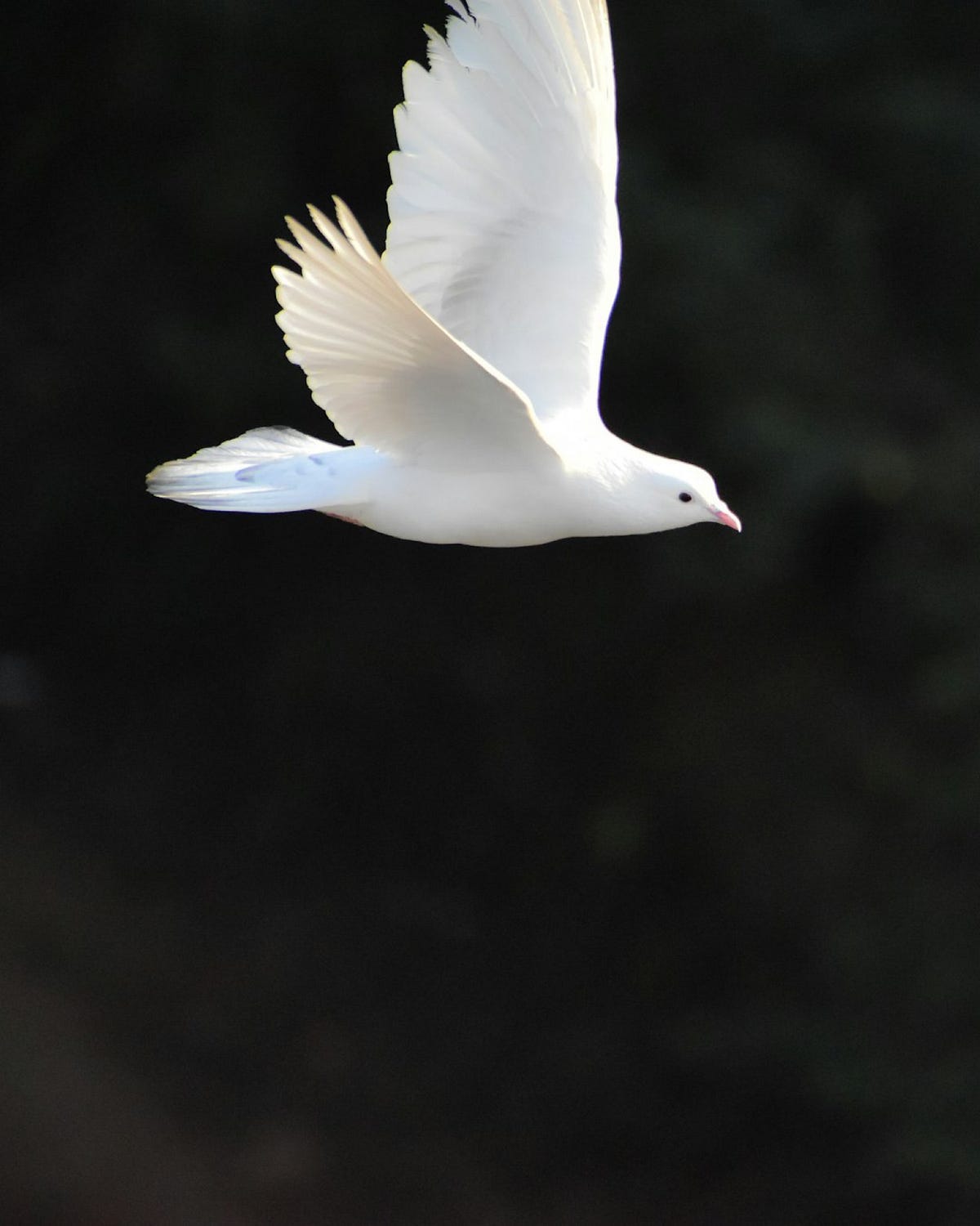 You Are the Channel of My Peace. I write for peace | by cindee D Renee ...