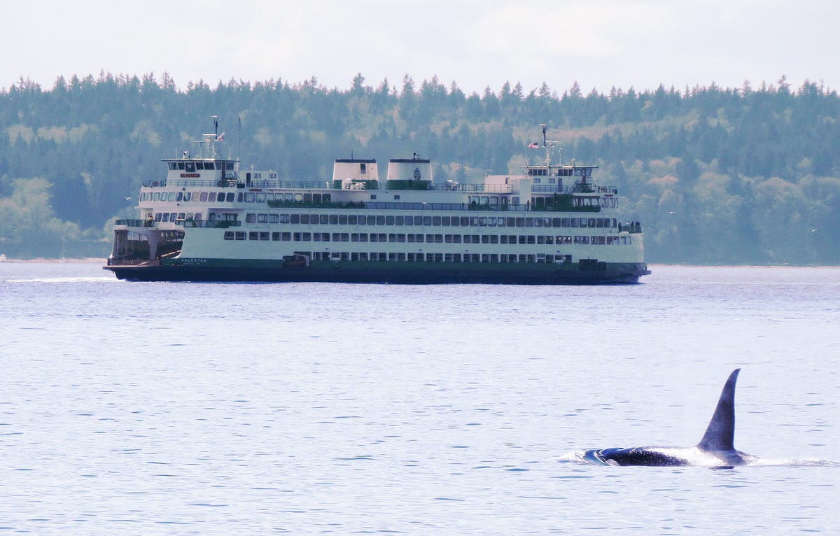 How protecting orcas starts with tech | by WA Governor’s Office ...