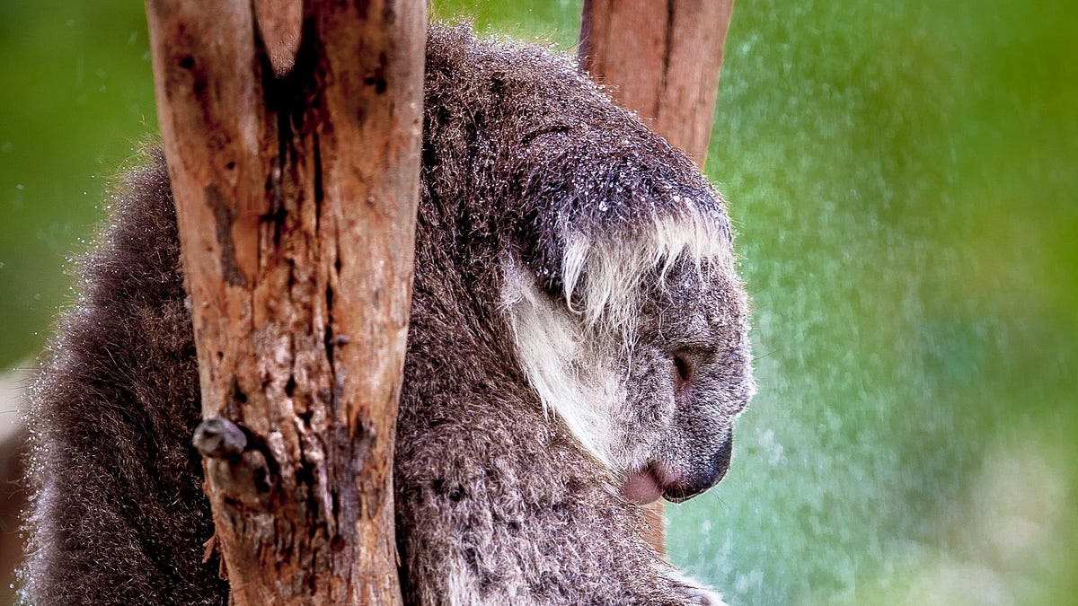 Meeting in Melbourne. A story of friendship and travel | by Ayesha ...