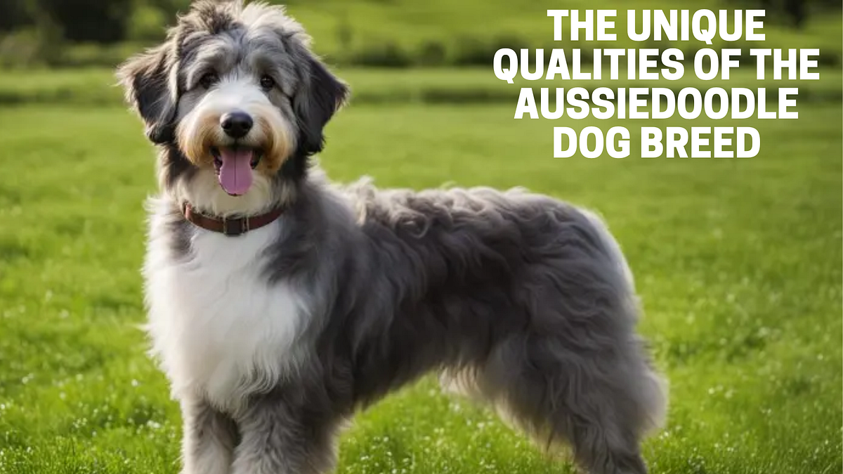 The Unique Qualities of the Aussiedoodle Dog Breed | by Tyron Tilton ...