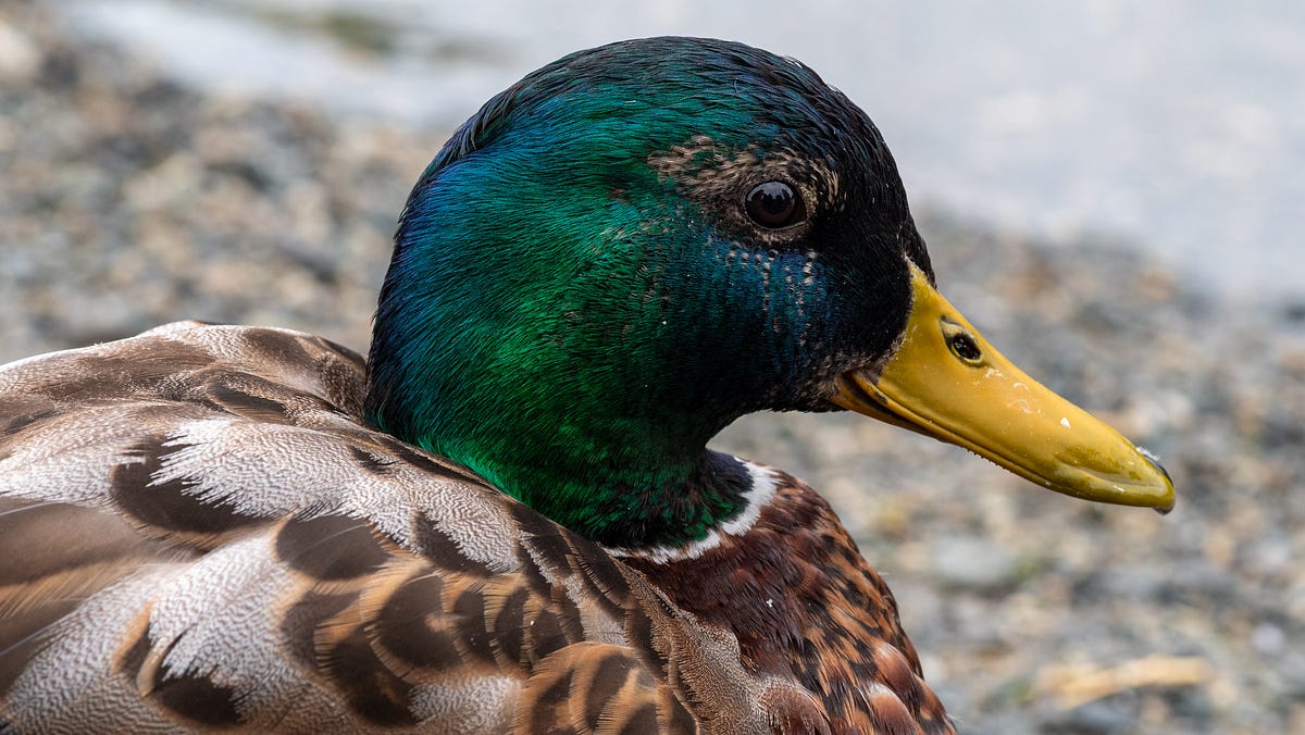 Using JSX for your own lightweight declarative UI library | by Mikael ...