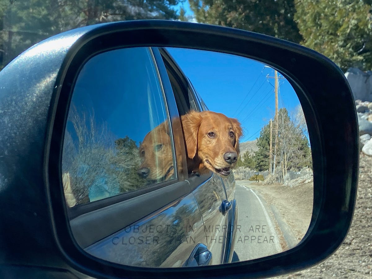 The Dog in the Mirror Is Closer Than He Appears | by Kim Zuch ...