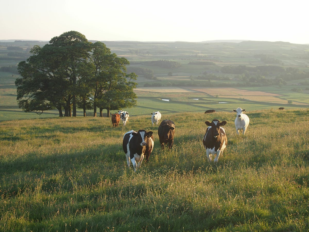 BOB, ROY, MERCY, AND ARI. The four calves have all grown up… | by ...