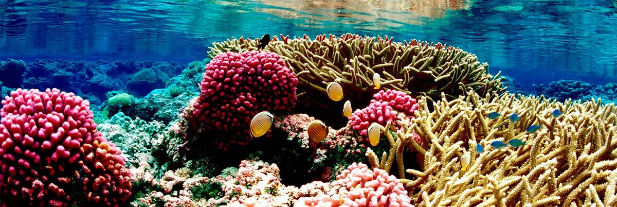 Why Value the Ocean? — An Economic and Ecologic Perspective | by Blank ...