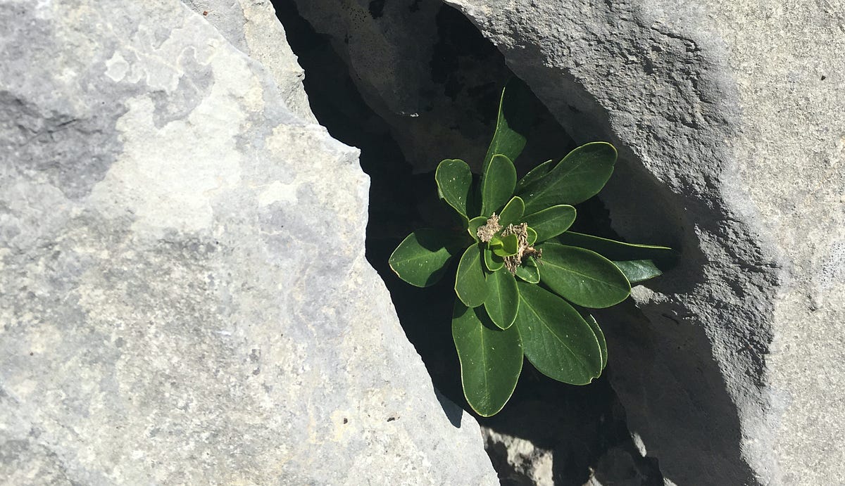 The Resilient Soul. In the face of adversity, the human… | by John Po ...