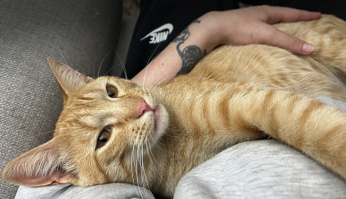 The Zest Factor: Decoding the Charisma of Orange Cats | by ...