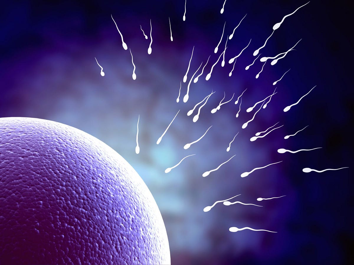 What Occurs During In Vitro Fertilization (IVF)? | by Mahimaavarun | Medium