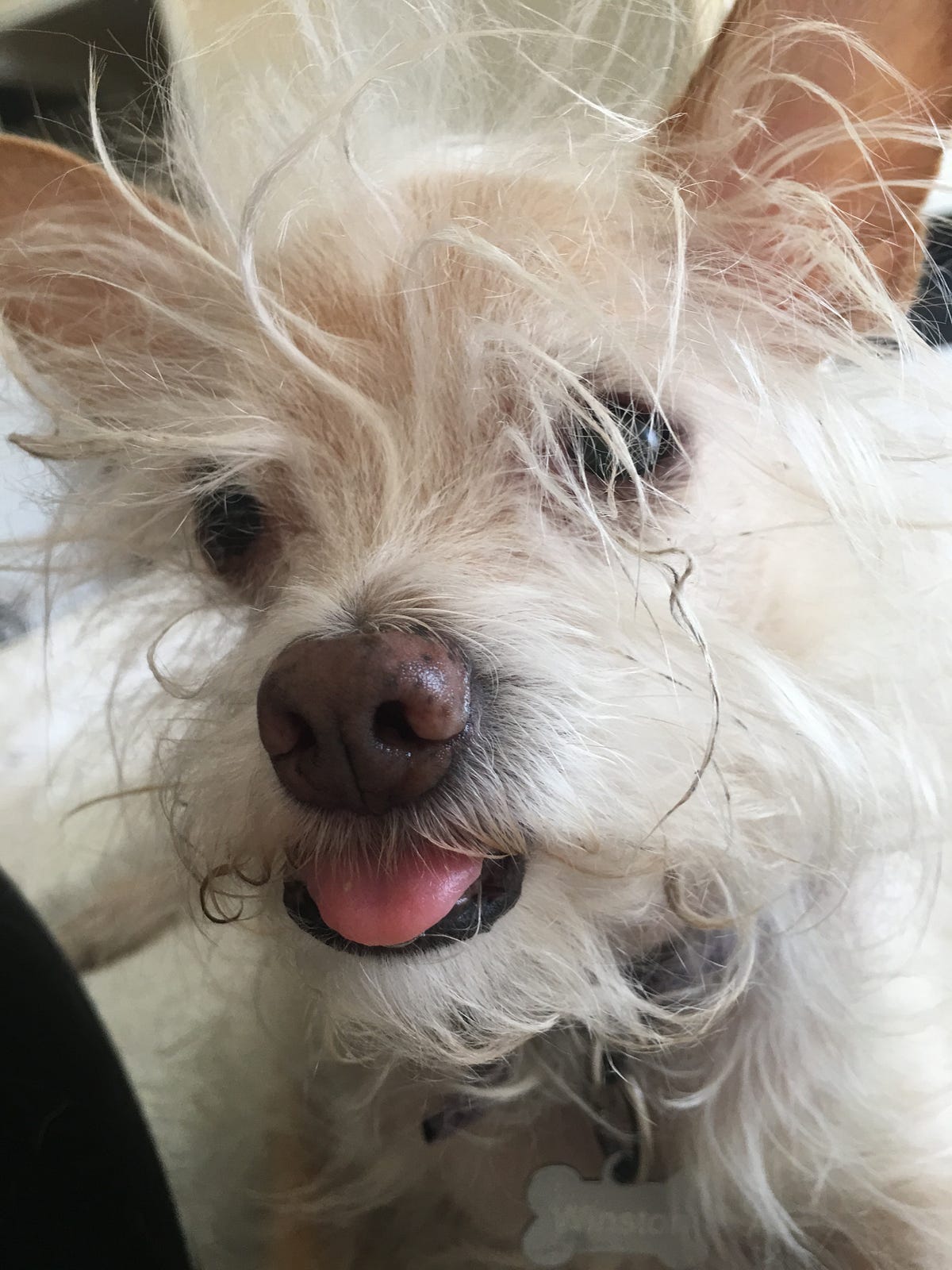 Dogs for Trump. My name is Winston and I’m a big… | by En See Dee | Medium