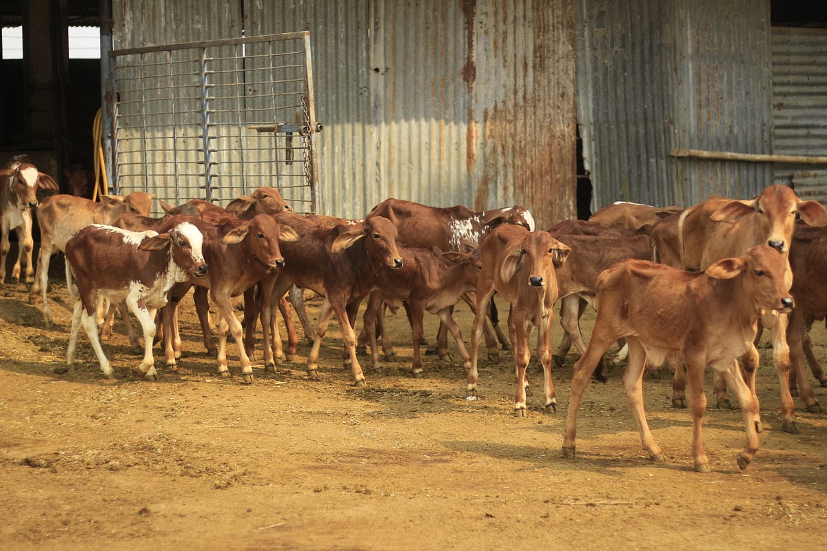 Adopt a Cow: Honoring the Sacred Duty to Protect Gaumata | by ...
