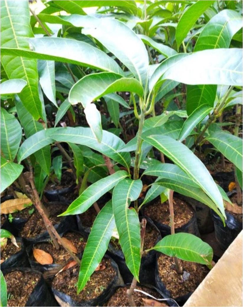Bibit Mangga Red Ivory Purwakarta | by Sahale Asoka | Medium