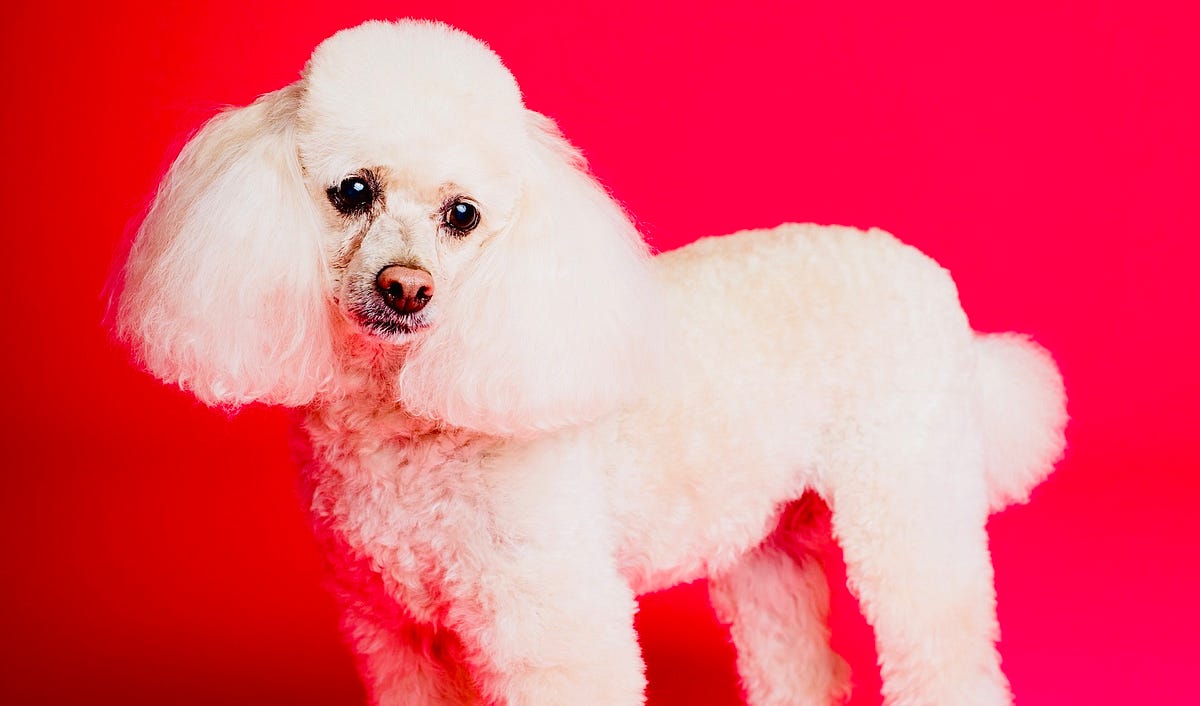 Frankly, I Love Dogs More Than Humans | by T. Nichol | Know Thyself ...