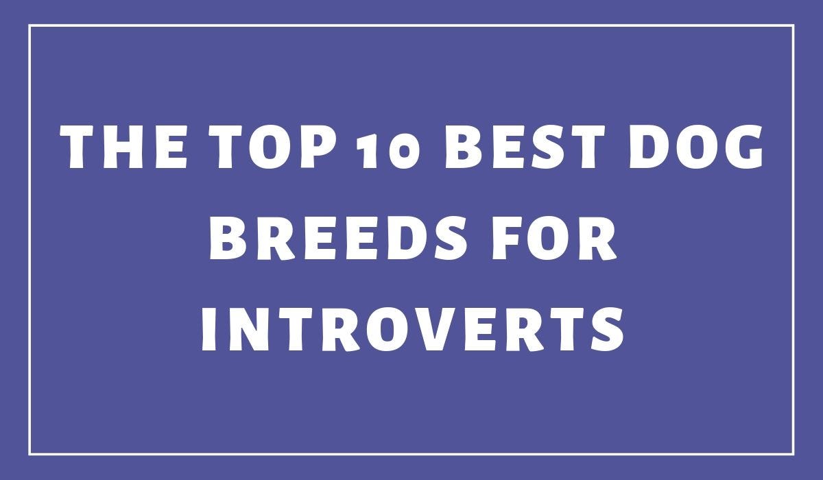 The Top 10 Best Dog Breeds for Introverts | by Pets Abs | Medium