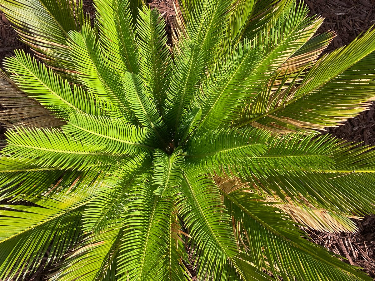 I Didn’t Kill My Sago Palm - The Daily Cuppa - Medium