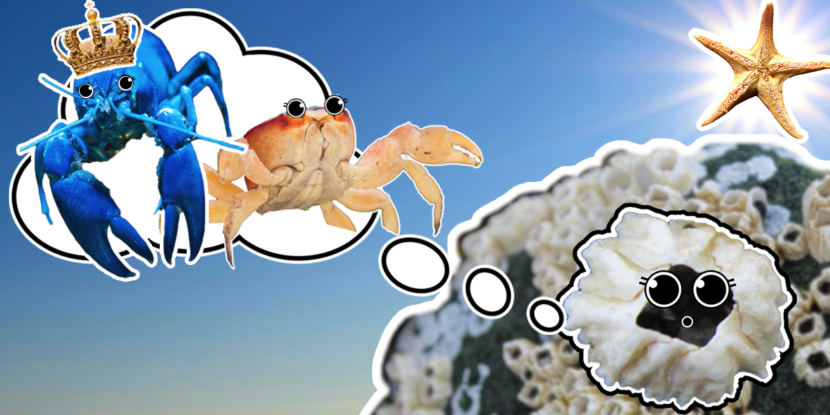 The Saga of the Barnacle. An autobiography | by Ellie Scott | Sep, 2023 ...