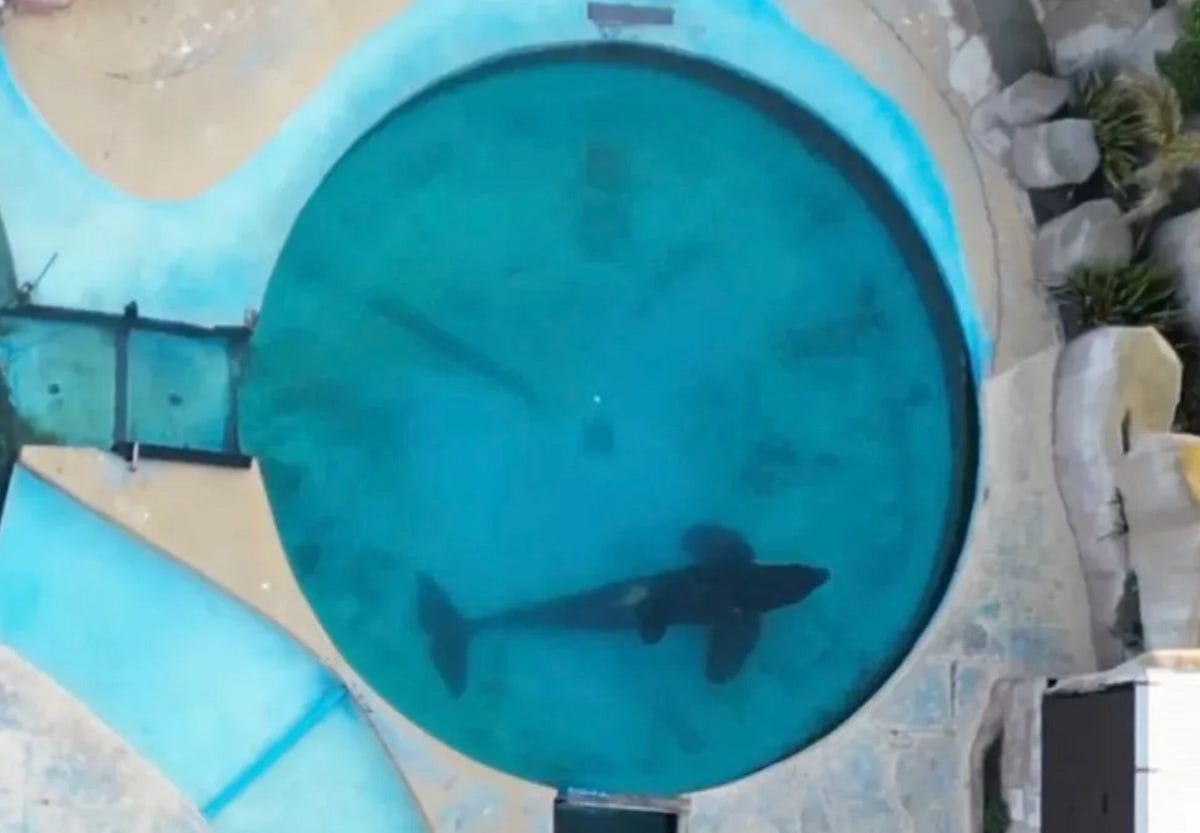 Tiada Edukasi di Kebun Binatang, Hanya Dominasi yang Disangkal | by Ardyan | Medium