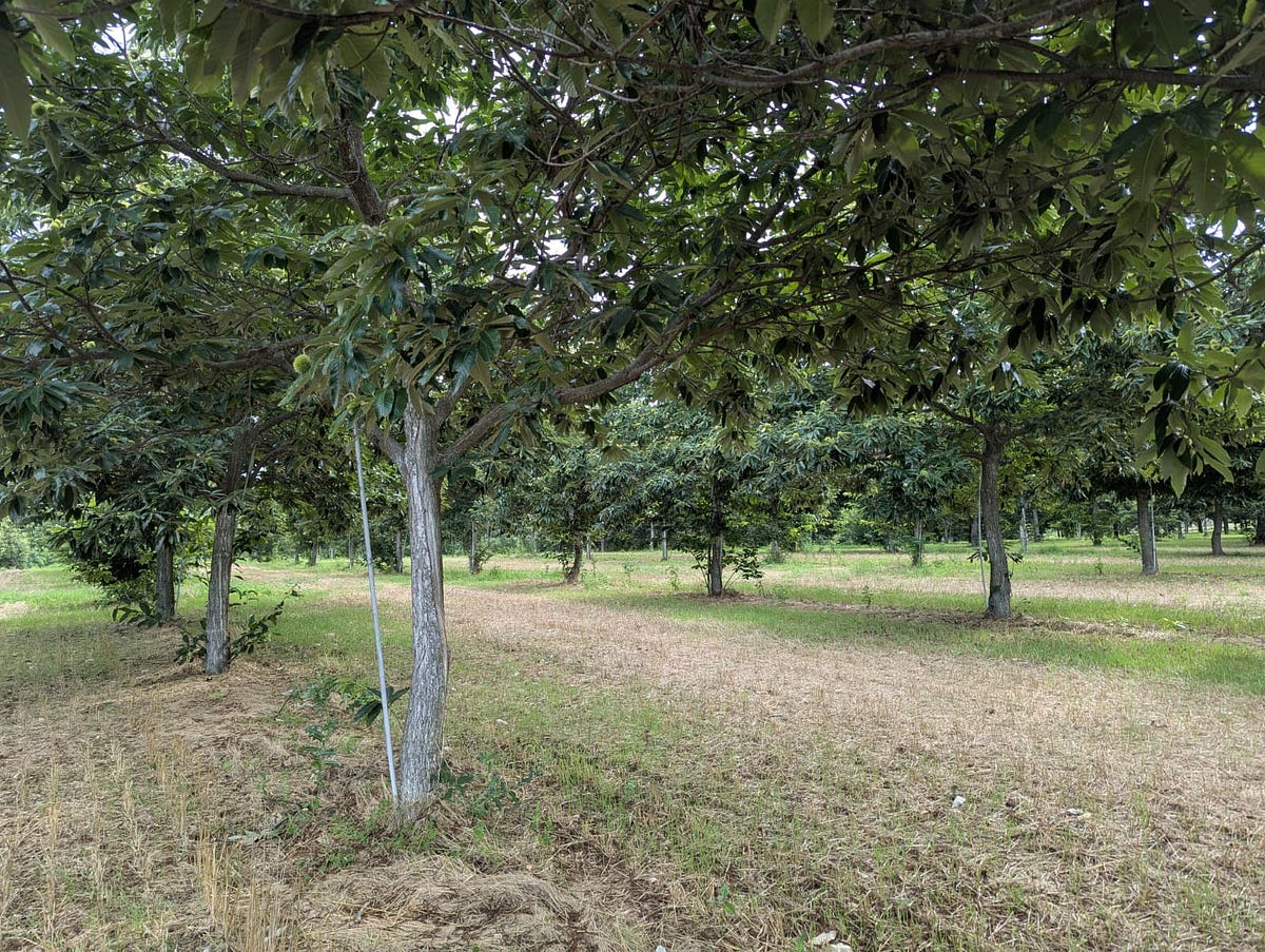 Reflections from the 19th North American Agroforestry Conference | by ...