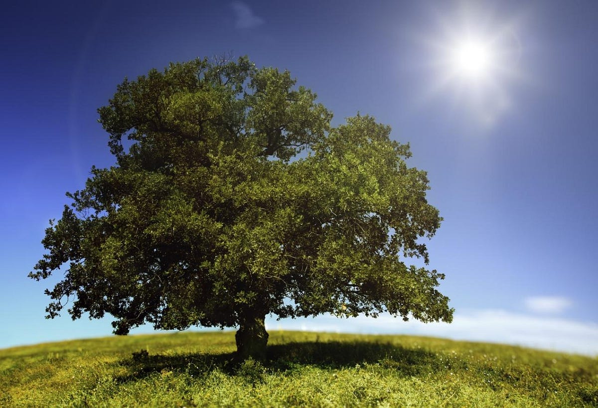 Understanding Tree Grinding Services | by Emmastonecontentcreator | Jun ...