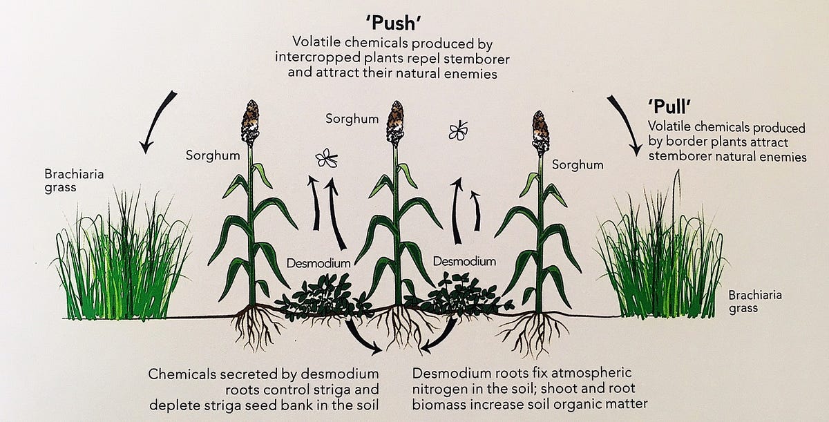 icipe Push Pull Farming System. This is week 2 of my 8 week internship ...